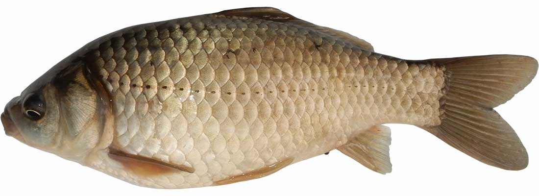 Fische - Fischzucht Bachl